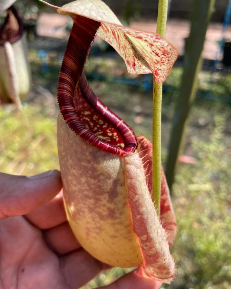 PitcherPlant – Thailand