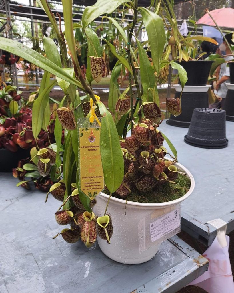 PitcherPlant – Thailand