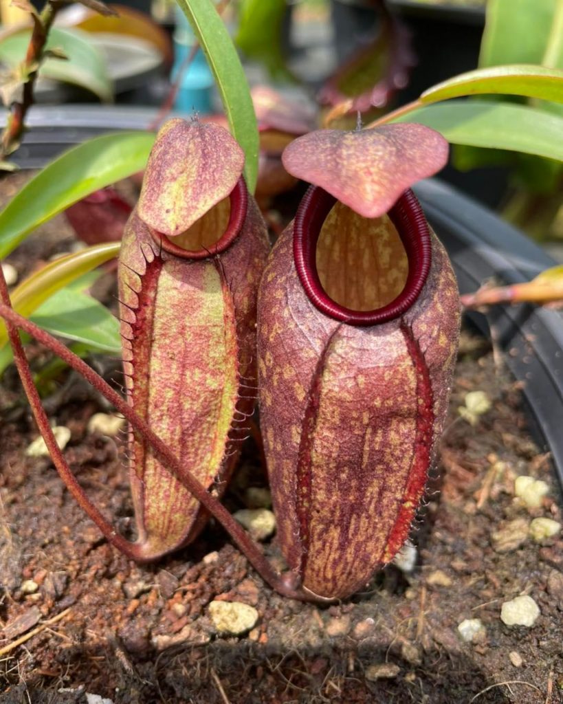 PitcherPlant – Thailand