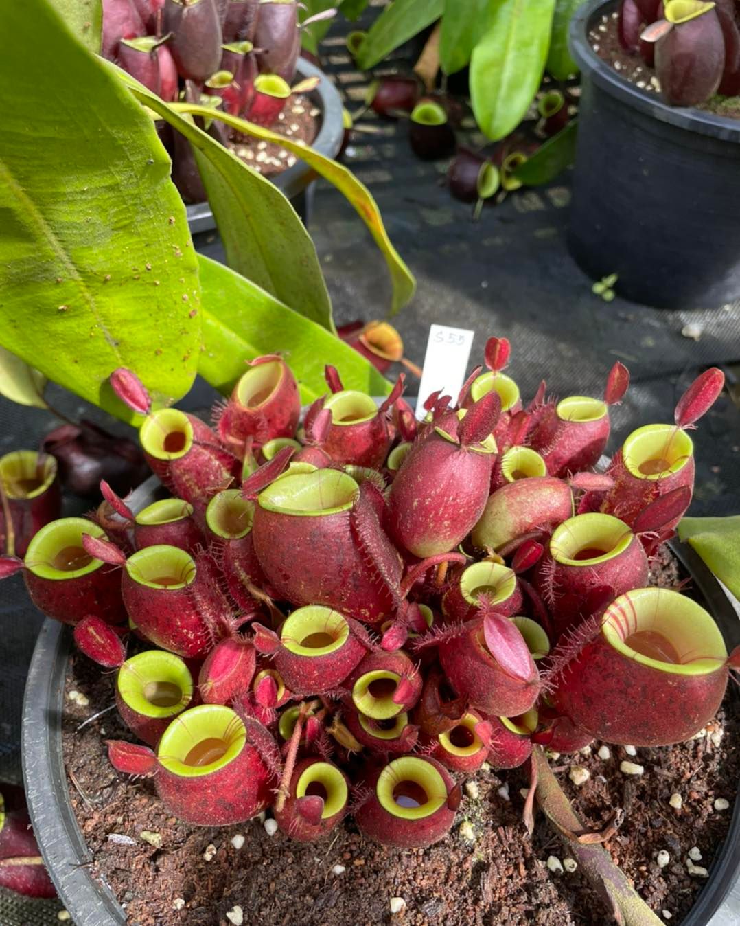 PitcherPlant – Thailand