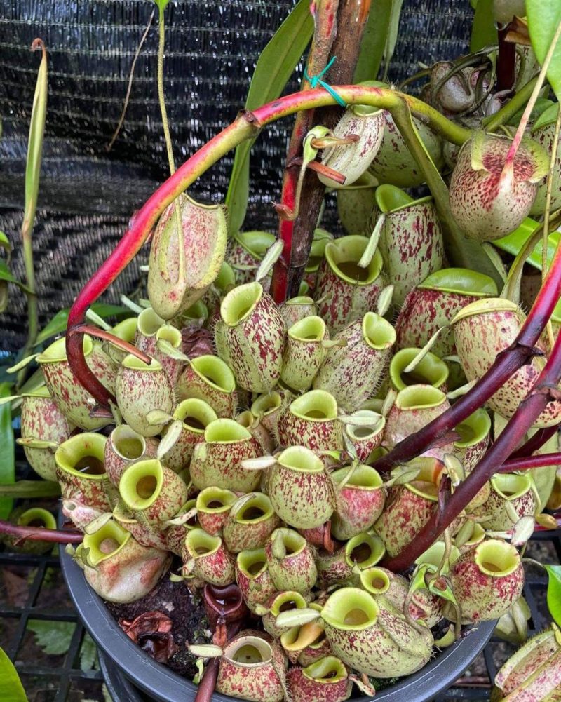 PitcherPlant – Thailand