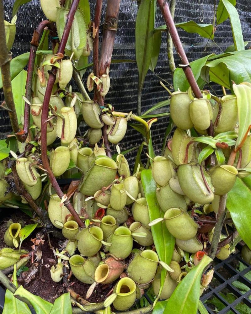 PitcherPlant – Thailand