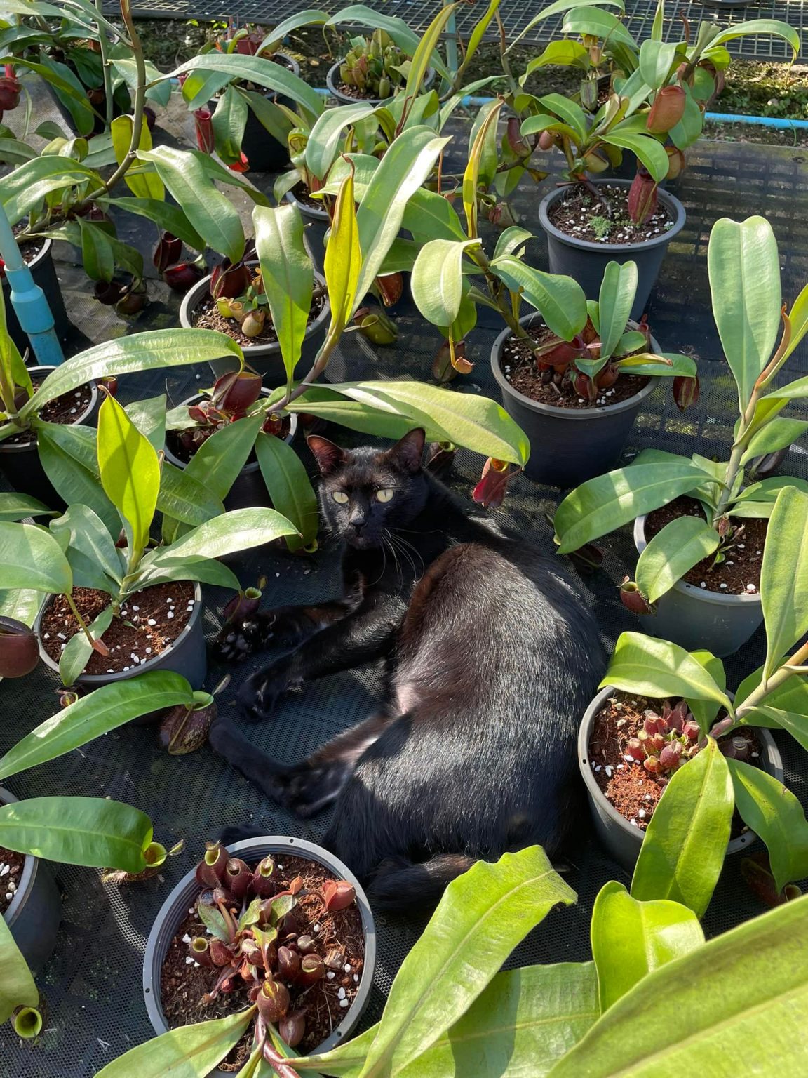 PitcherPlant – Thailand