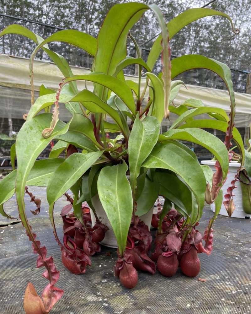 PitcherPlant – Thailand