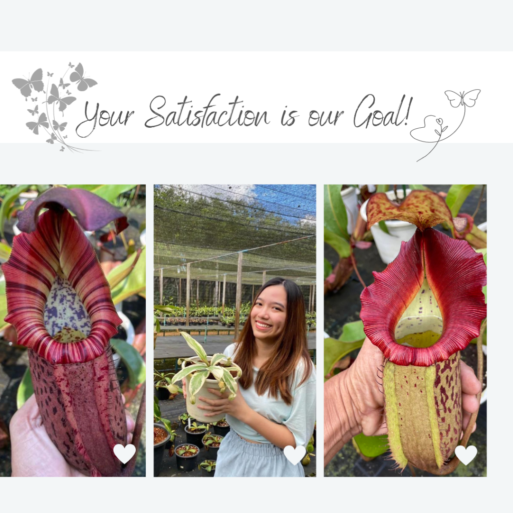 PitcherPlant – Thailand